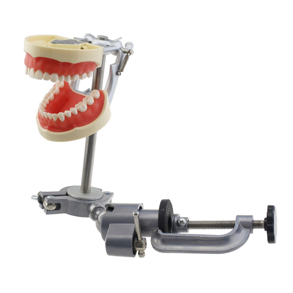 NISSIN 200 Style Dental Kilgore Typodont Model Mounting Pole 32 Teeth ...