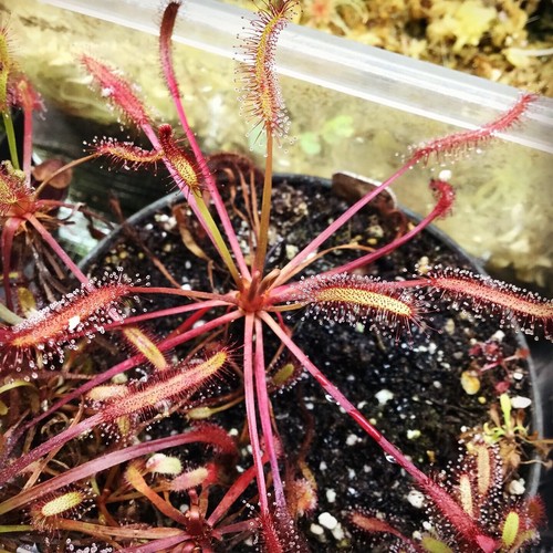 Drosera capensis "red leaf" Sundew, Subtropical Beginner Carnivorous ...
