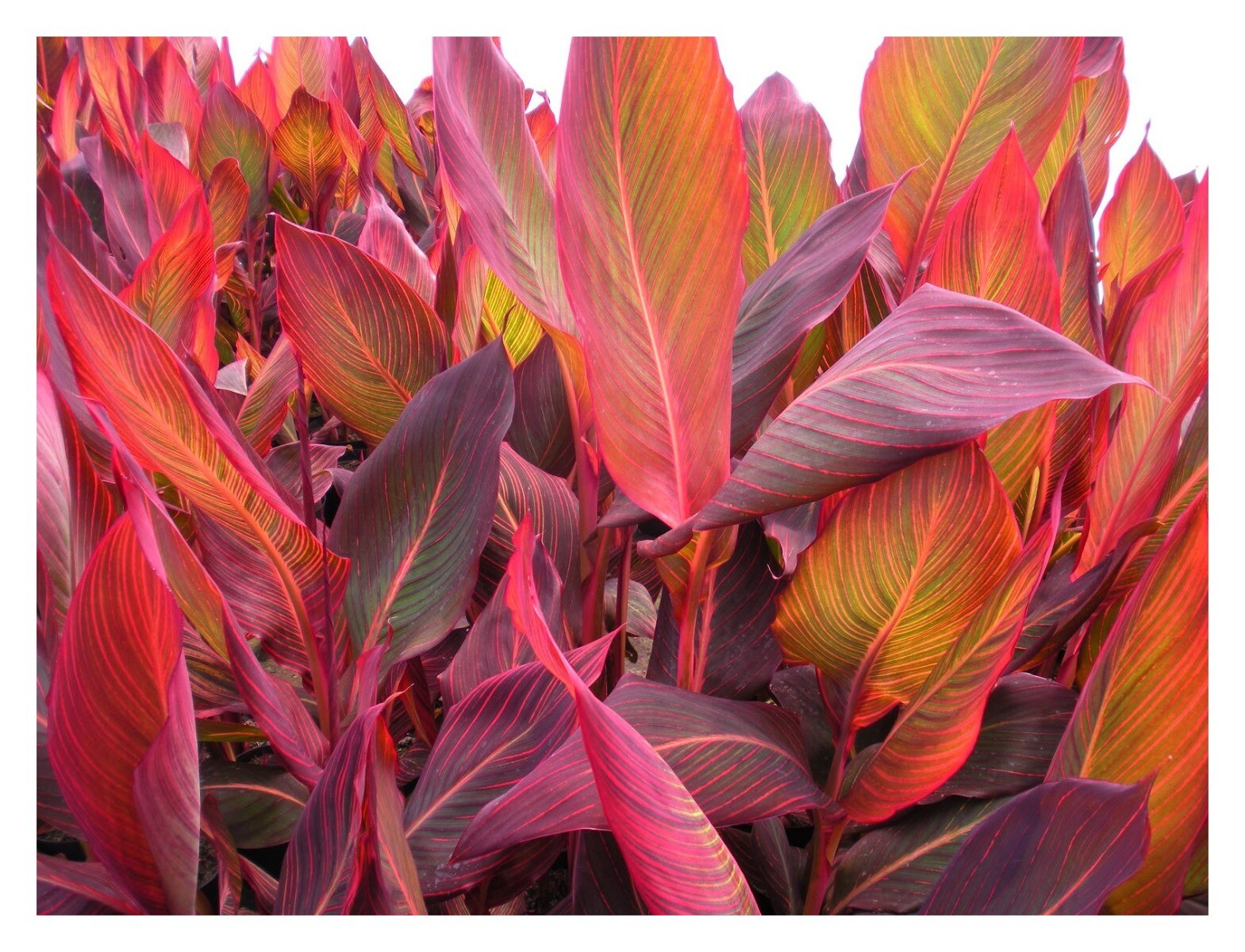 Canna Tropicanna-Canna Lily- plant in 2 L pot | eBay