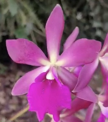 Enanthleya Mitsuko Takasaki Cattleya Encyclia Orchid plant BS | eBay