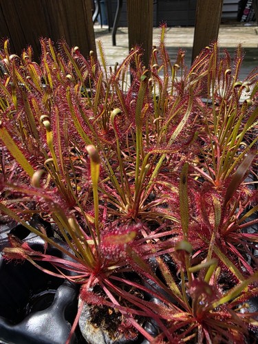 5 LIVE Drosera Capensis Dark Maroon Sundew | eBay