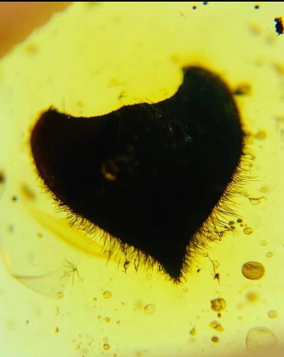 Burmese fossil burmite Cretaceous amber Fruit shell amber amber fossil ...