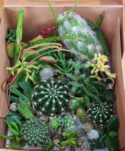 Cacti Cuttings Cactus Succulent Collectors Echinopsis Euphorbia Pack Mix S | eBay Australia