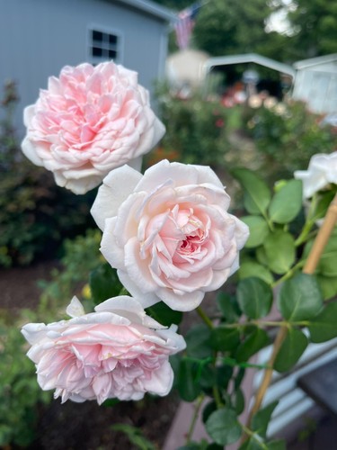 Cinderella Fairytale (KORfobalt) Own Root Shrub Rose - 2 Quart | eBay