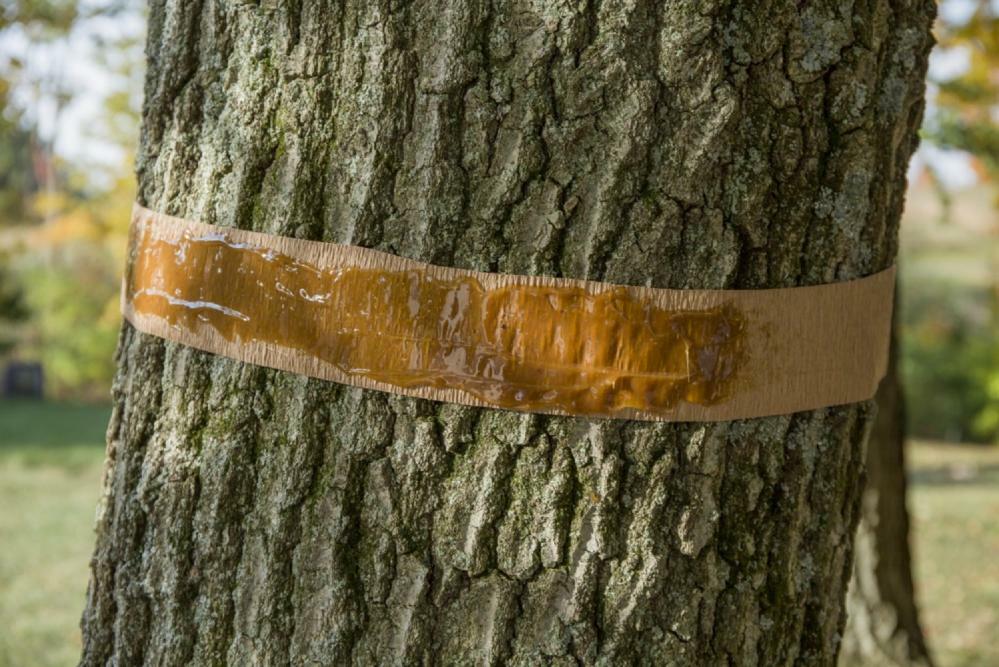 Tanglefoot Tangle-Guard Tree Wrap 3" x 50' | eBay