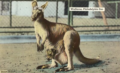 Wallaroo with Infant Kangaroo in Pouch Philadelphia Zoo Vintage ...