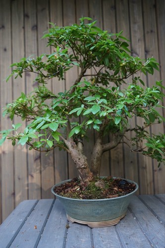 “Glacier” White Azalea Bonsai In Ceramic Round Pot | eBay