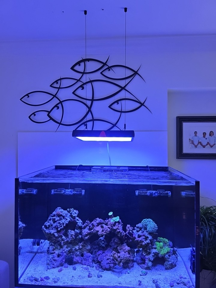 Neptune Sky LED Light | eBay
