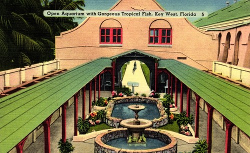 Postcard Open aquarium with gorgeous tropical fish Key West Florida ...
