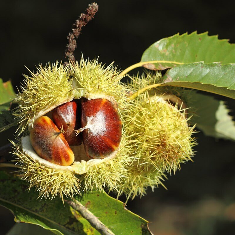 Chestnut Tree Seed Pods