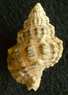 seashell Gyrineum natator 23-24mm F+++/F++ w/operc | eBay