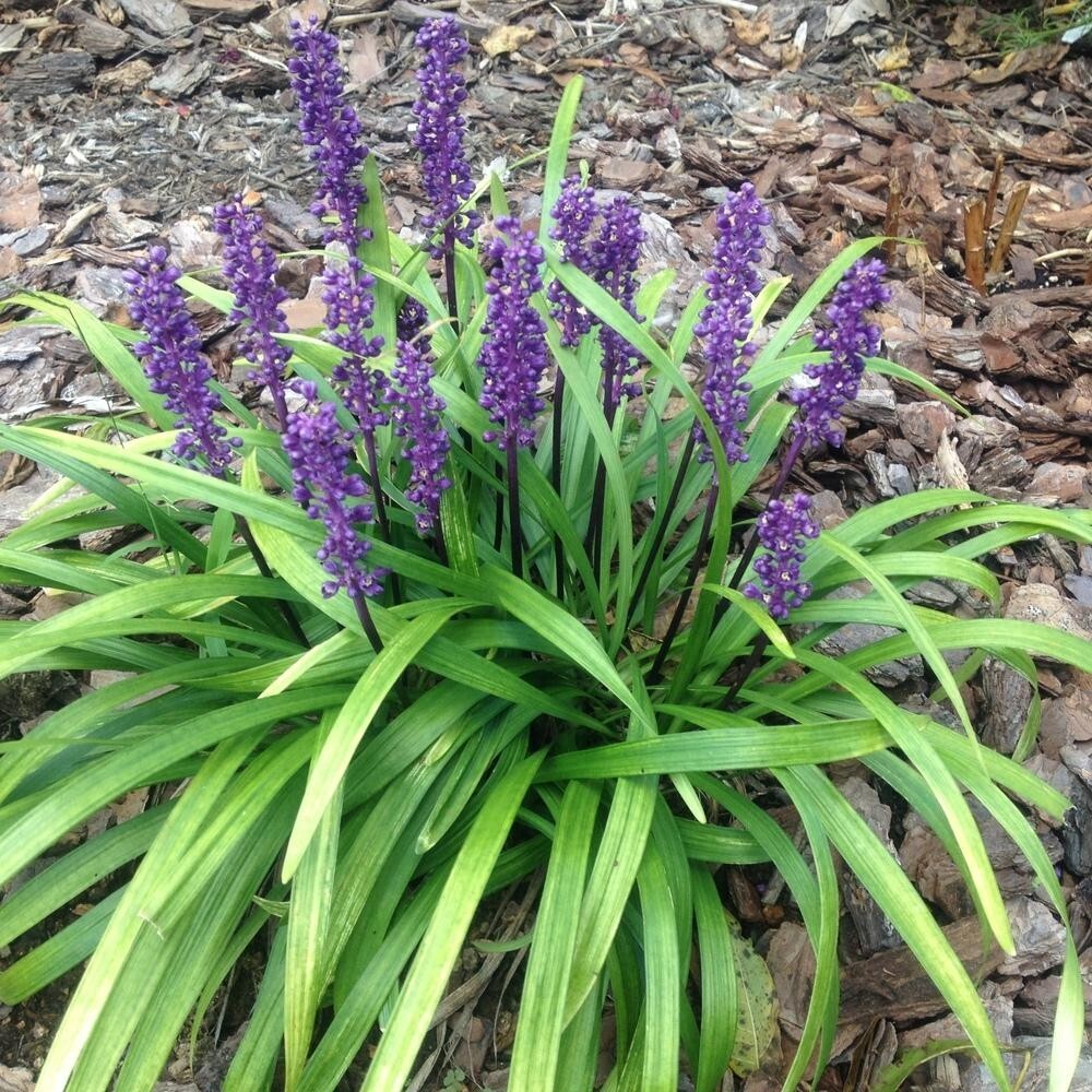 8 Plants Royal Purple Liriope Monkey Grass Lilyturf - Evergreen Ground ...