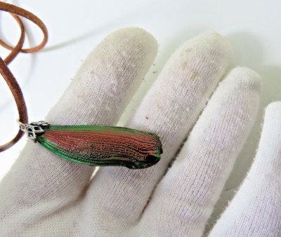 Large and Beautifully Colored Amazon Cockroach Wing Pendant | eBay ...