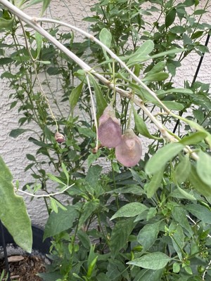 One Live PINK Goji Berry Lycium barbarum Plant Cutting With Roots NO ...