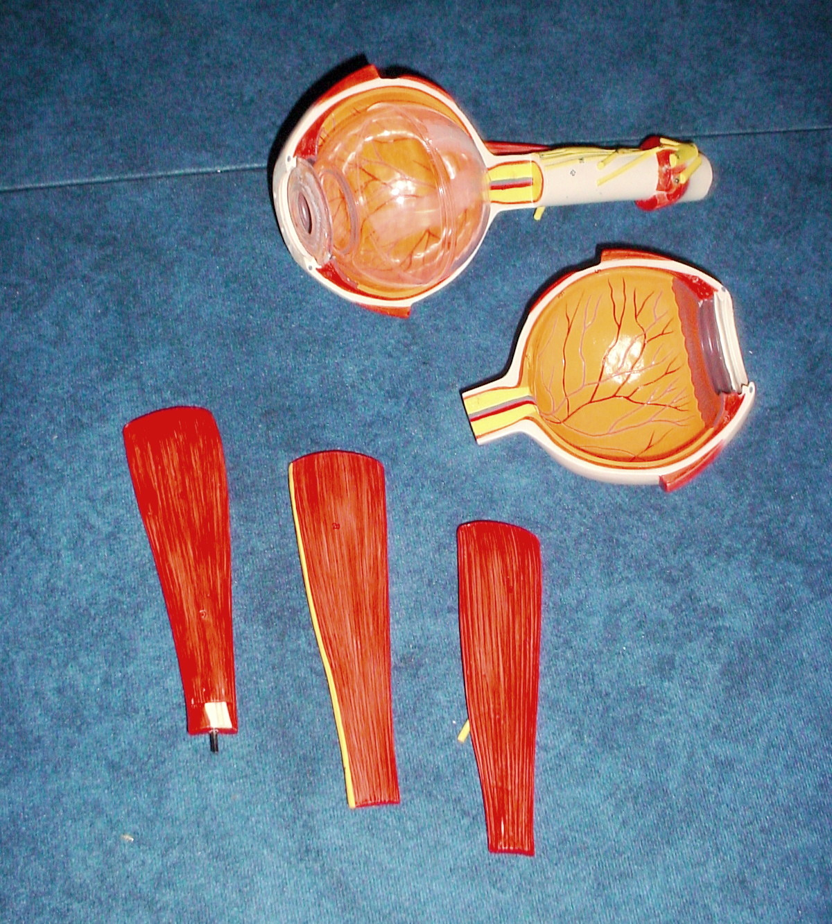 Altay Scientific Eye with Orbit Model - 5 Times Normal Size #8 | eBay