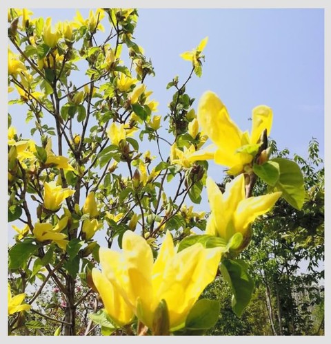 Yellow Jane Magnolia Live Plant – 18” Tall Flowering Shrub Tree for ...