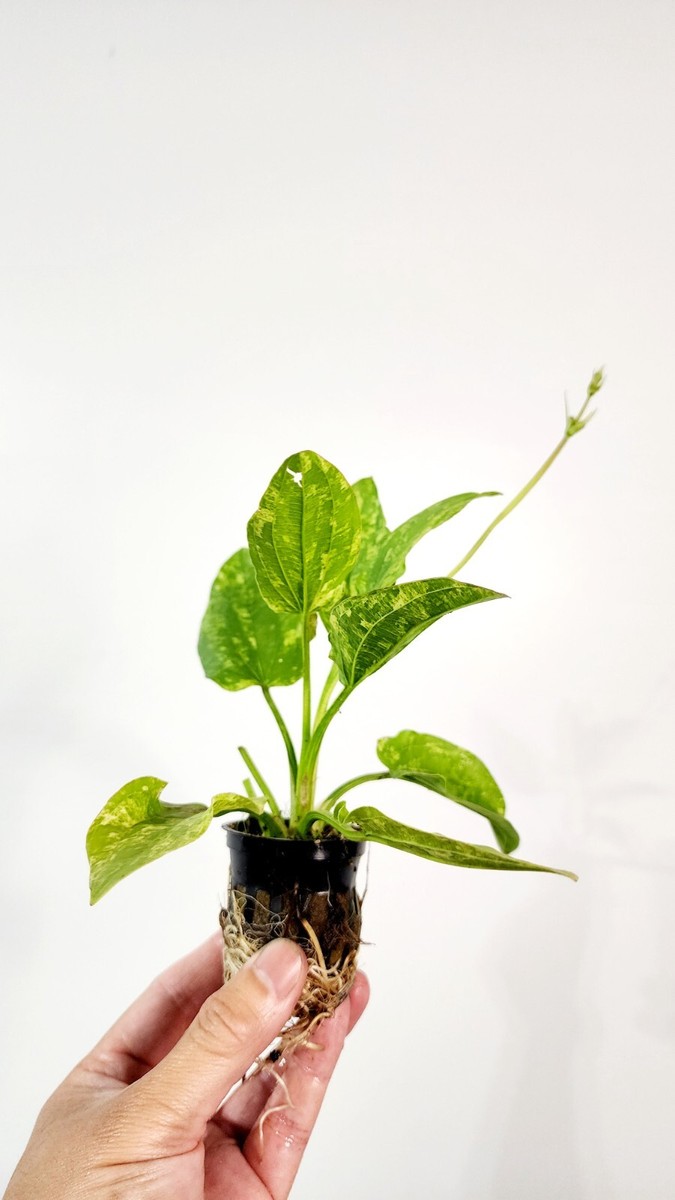 Echinodorus Cordifolius Tropica Marble Queen Sword Marble