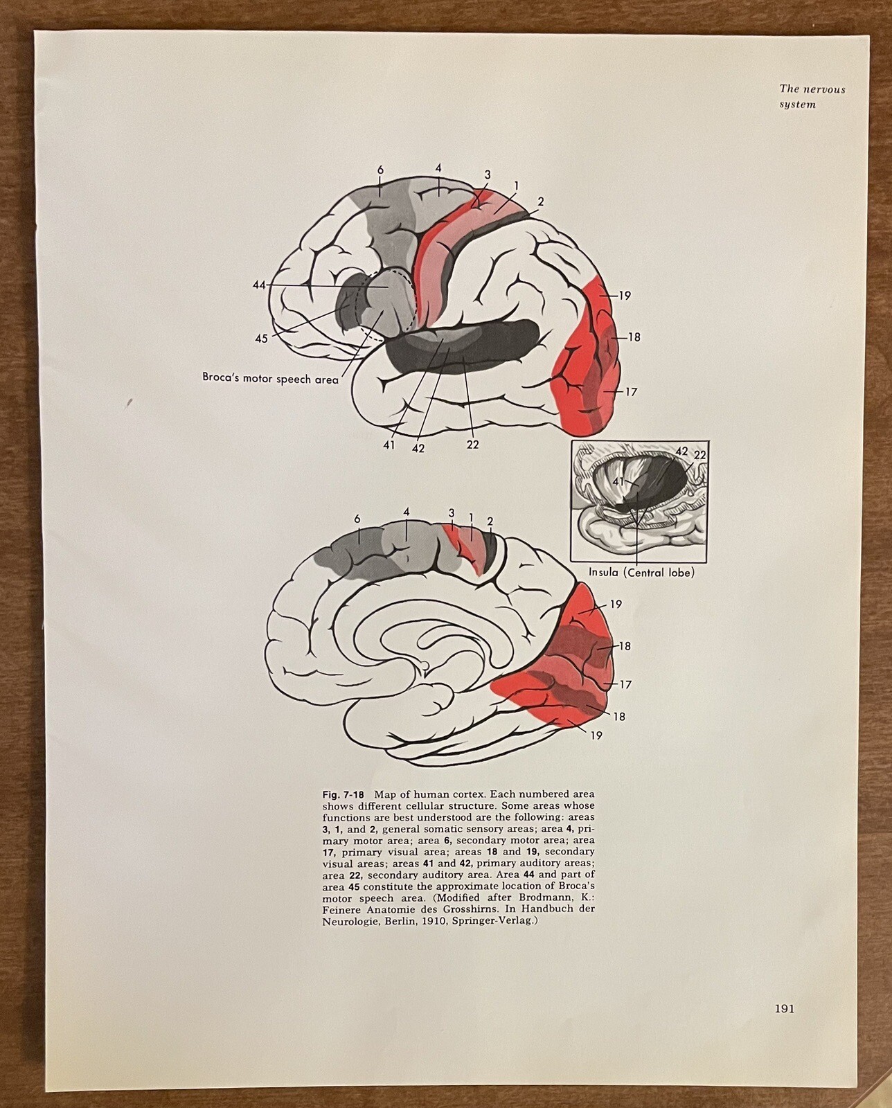 1971 Map Of Human Cortex Diagram Medical Anatomy Art Decor VTG Ephemera ...