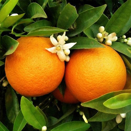 Hamlin Sweet Orange Tree - 24-36" Tall Live Citrus Plant - Gallon Pot ...