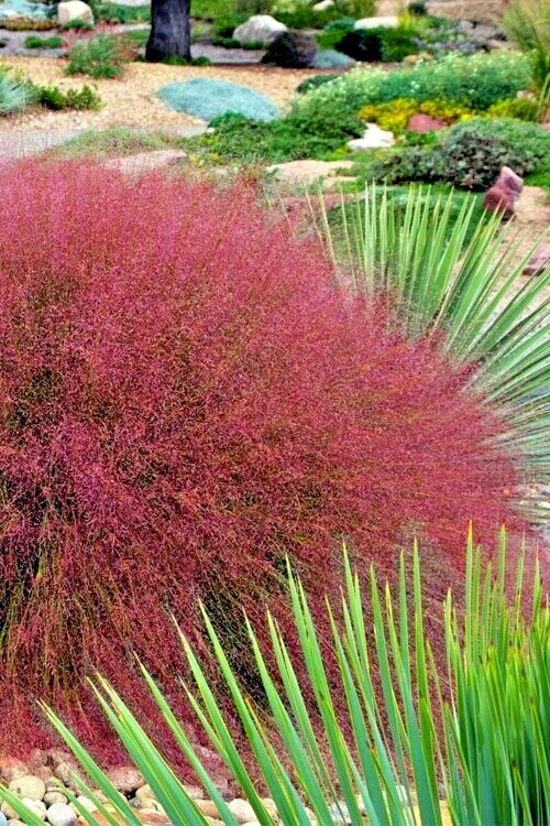 30 UNDAUNTED RUBY MUHLY GRASS SEEEDS - Muhlenbergia reverchonii ...