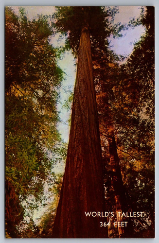 Postcard Worlds Tallest Tree Founders Tree Redwood Highway Weott Ca. B ...