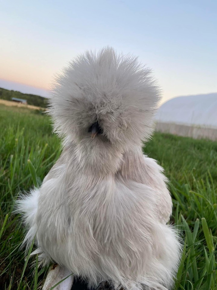 One Dozen (12) Lavender Silkie Hatching Eggs • NPIP Certified • UPS 2 ...