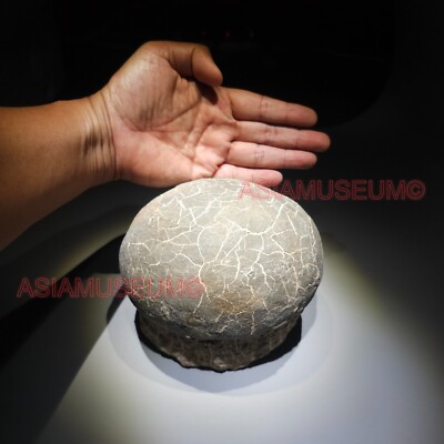 Dinosaur Egg Nest Dendrolithus Hadrosaur Fossil Jurassic World ...