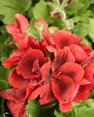 GERANIUM 'Rouge Bicoloré' - Pelargonium ♫ Graines ♫ Ornement Intérieur ...