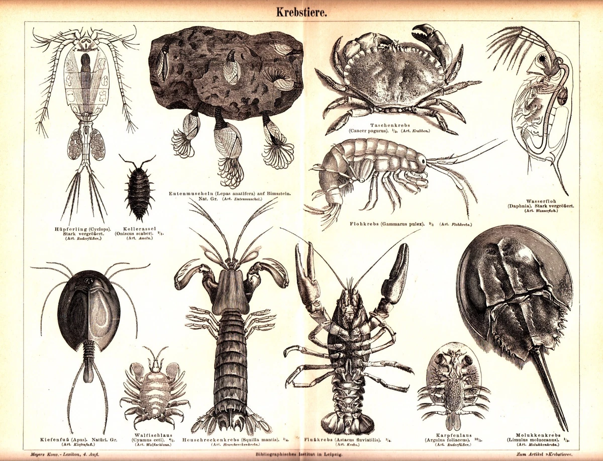 How Do Crustaceans Reproduce