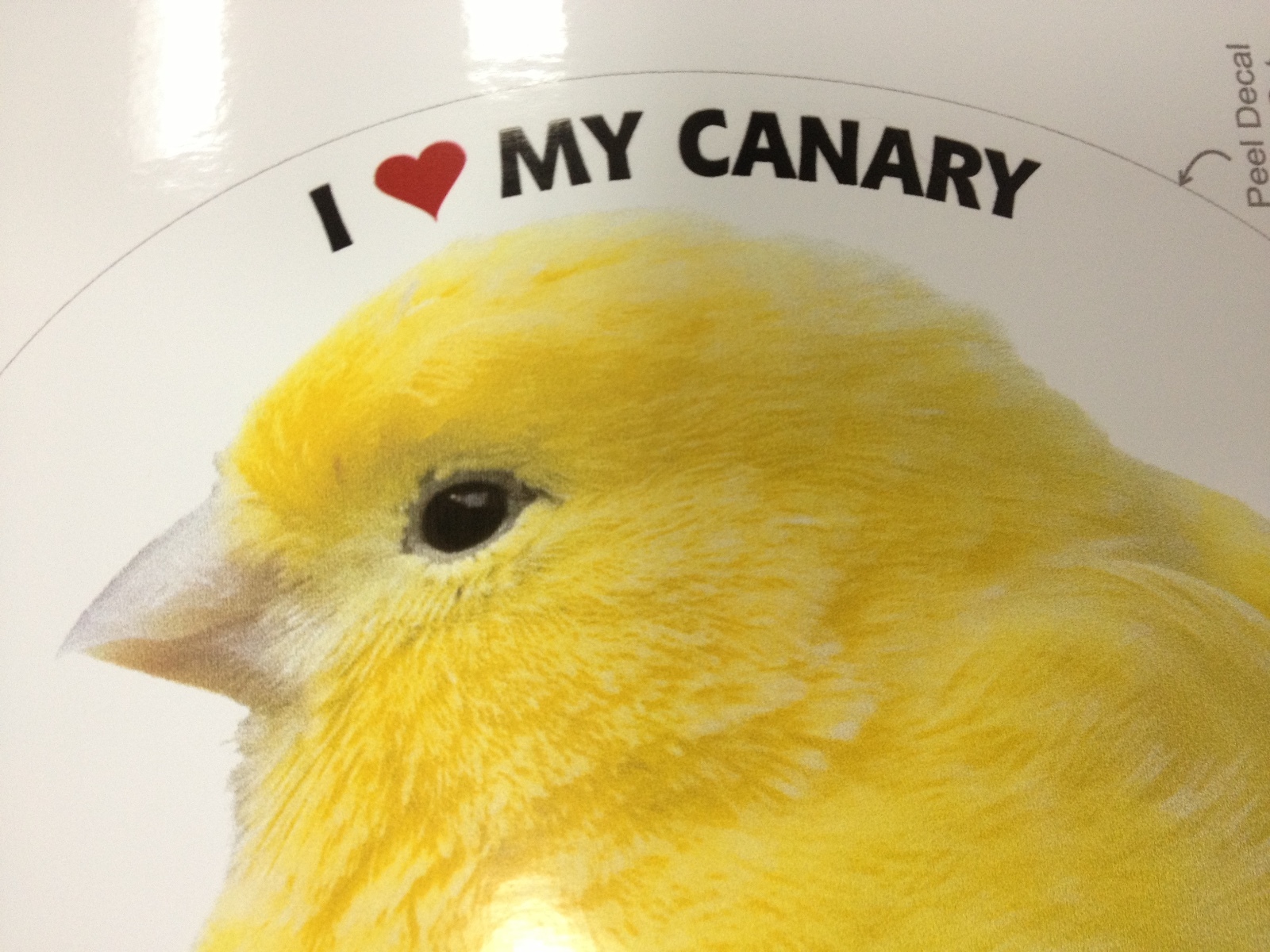 Yellow Canary Parrot Exotic Bird Vinyl Decal Bumper Sticker | eBay