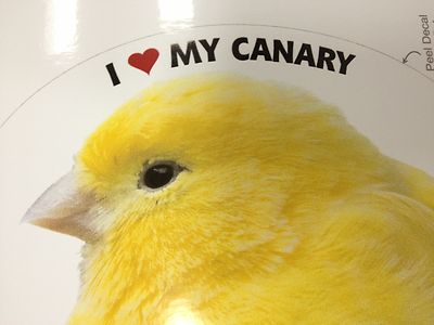 Yellow Canary Parrot Exotic Bird Vinyl Decal Bumper Sticker | eBay