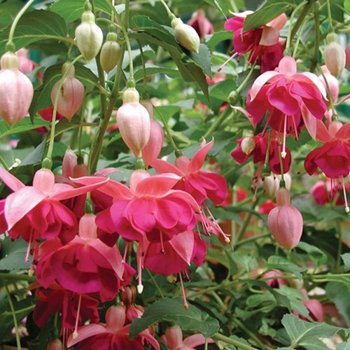2x Fuchsia Standard Trees Garden News Flowering Hardy Summer Plants 20 ...