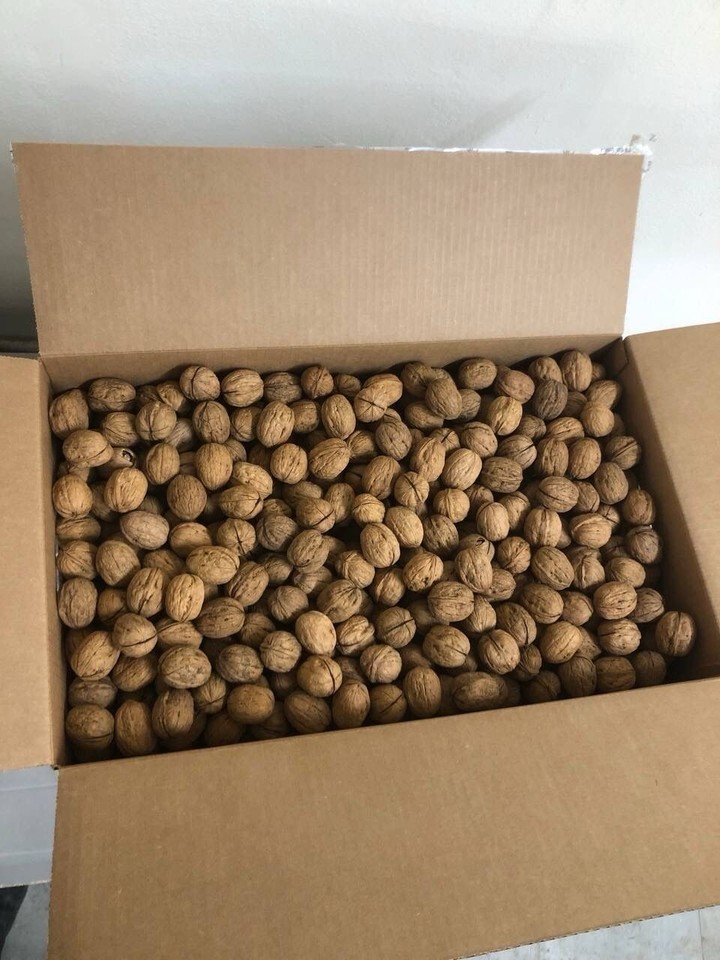 Walnuts in Shell Whole 1kg - 25kg, Chilean, Large, NEW CROP, Good for ...