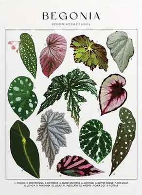2 Sizes Botanical Begonia Plant Varieties Leaf Identification Art Print ...