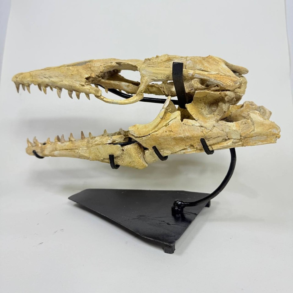 Super rare 100% Original mosasaur fossil skull Baby mosasaurus skull 12 ...