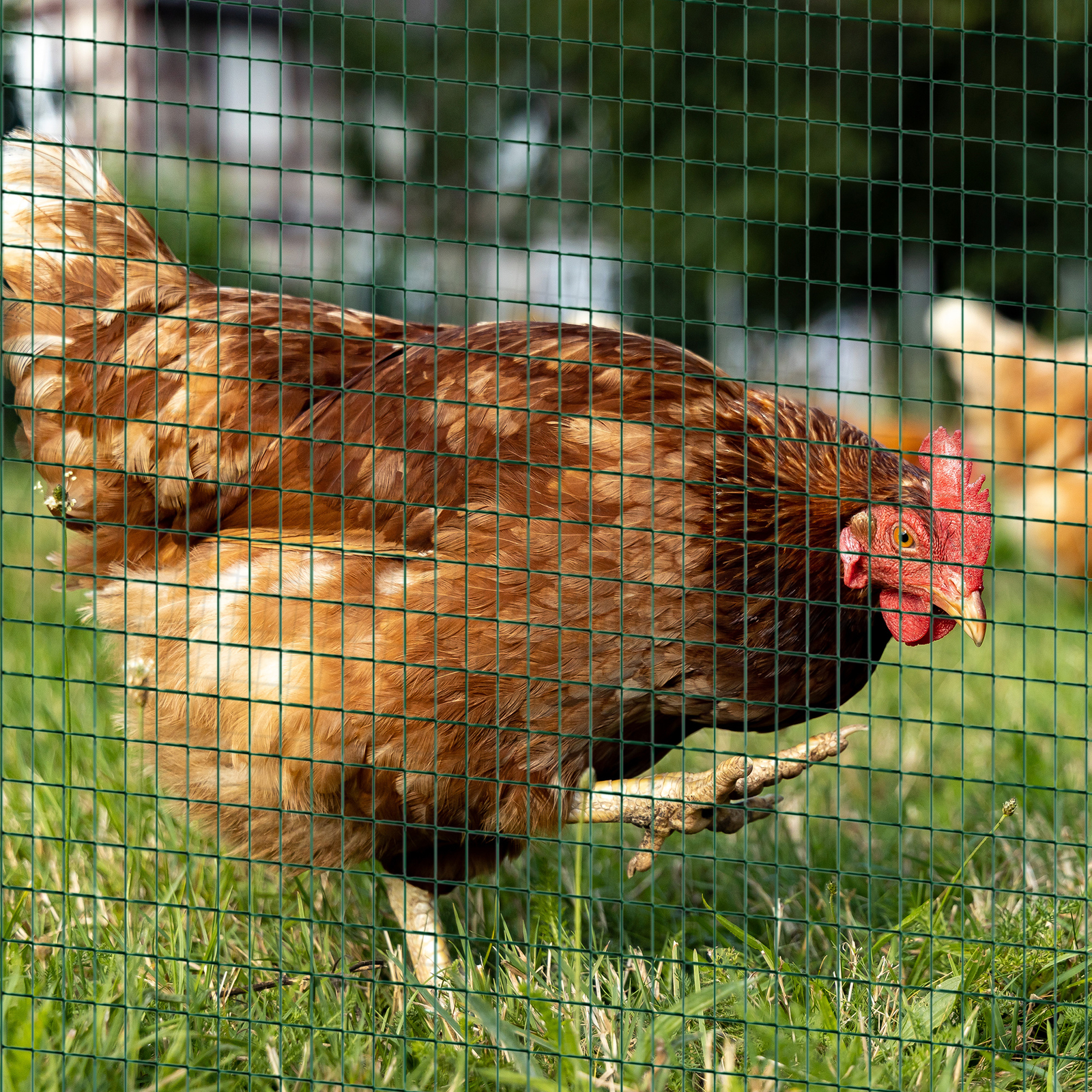 PVC Coated Steel Chicken Rabbit Mesh Fencing Wire Garden Galvanised ...