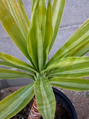 Yucca 'Soliaris' Multicolour Variegated Tree Plant Large 24Hx21W | eBay