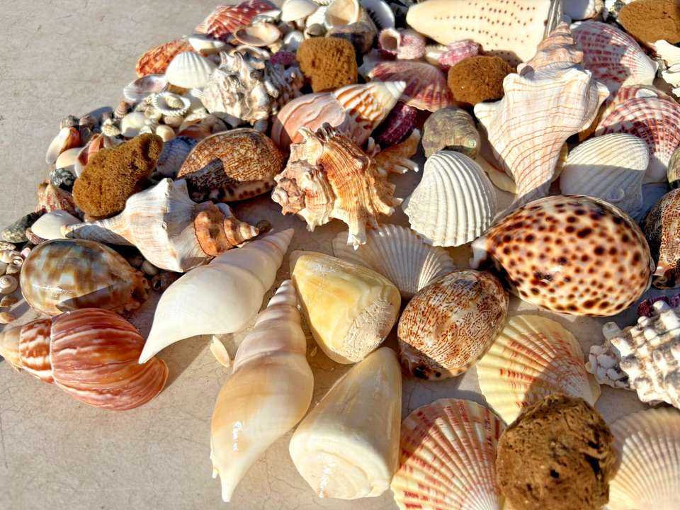 Large Lot Beautiful Seashells Sea Shells 3+ Lbs Best Value & Price FREE ...
