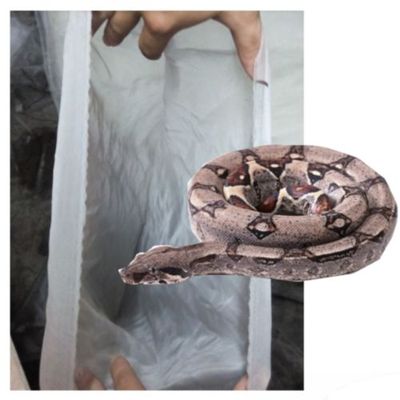 4 Pcs Nylon Mesh Bag Snake Sack Catching Protect Reptile Bite 95x45cm ...