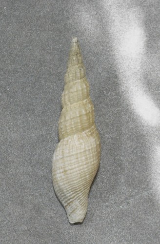 Formosa/Sea Shells/Belomitra brachytoma 43.8mm.dead.Rare.Taiwan | eBay