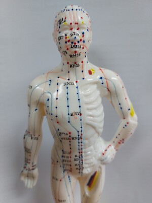 Acupuncture Human Body Model 26cm showing Meridian and points | eBay