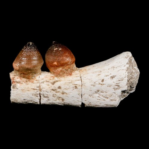 3.7" Globidens Mosasaur Fossil Tooth Jaw Section Cretaceous Dinosaur ...