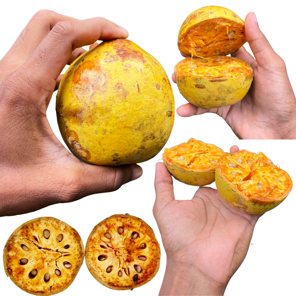 300+ Dried BAEL FRUIT LEAVES Beli Mal Leaf Tea, Bilva, Bel Patri- Aegle ...