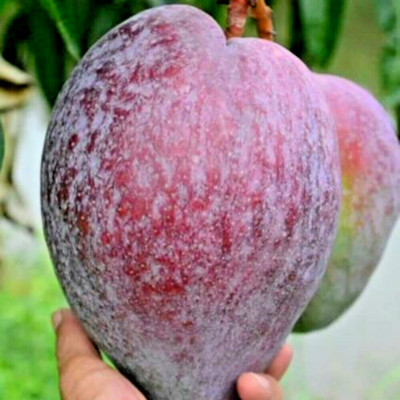 Coconut Mango Grafted Plant Giant Mango Big Mango Fruit Tree Unique ...
