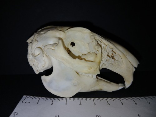 Genuine domestic rabbit skull bone skeleton taxidermy bone real food by ...