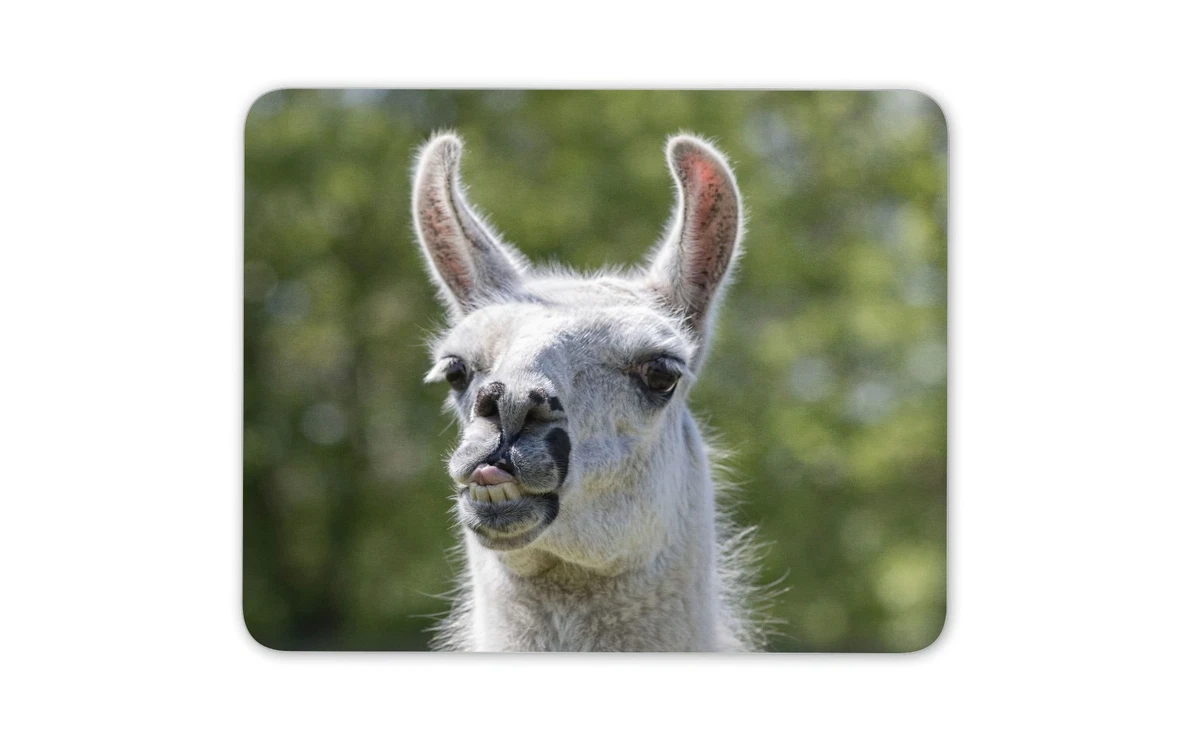 Ugly Llama Face