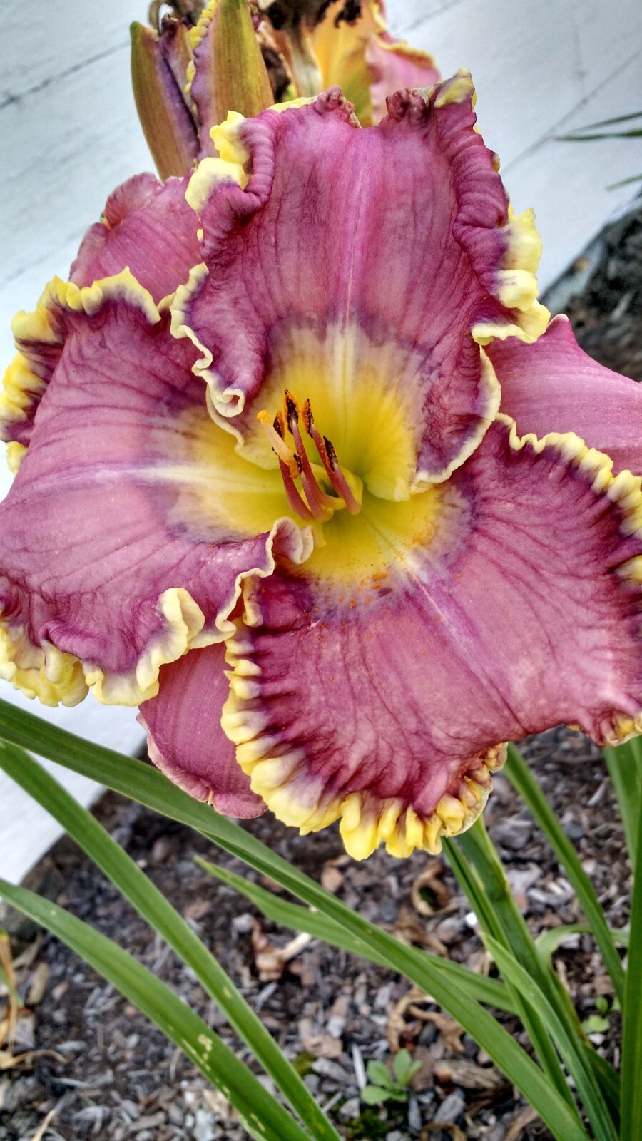 All Thing to All Men - Pink Ruffled Daylily Live Plant 2 Fans Perennial ...