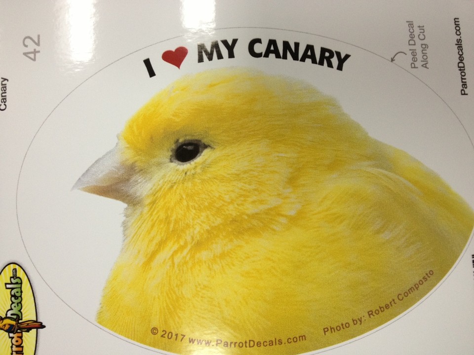 Yellow Canary Parrot Exotic Bird Vinyl Decal Bumper Sticker | eBay