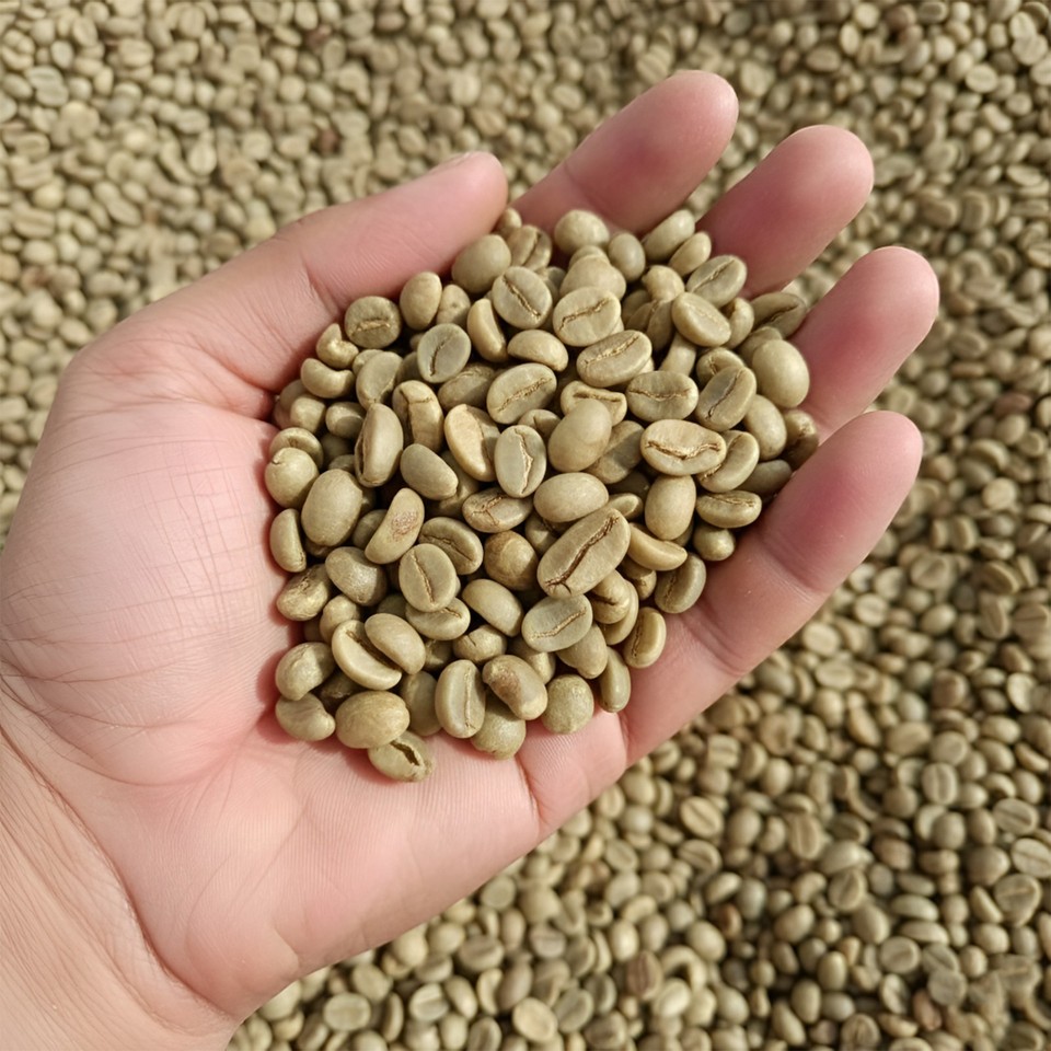 BEST NEW! Java Robusta Green Coffee Beans 1kg – Authentic Raw Greenbean ...