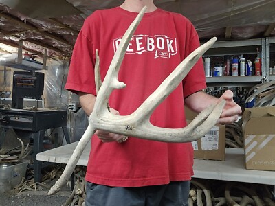 Huge 86” Drop Tine Whitetail Deer Shed Antlers Horns Elk Moose Rack ...